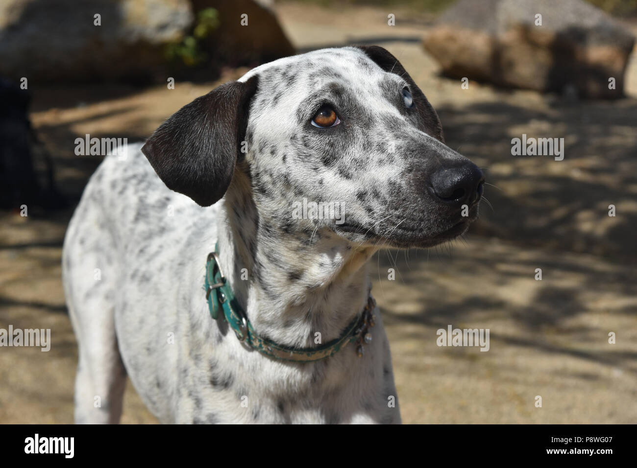 Rare and striking different color eyes on the face of a cunucu island ...