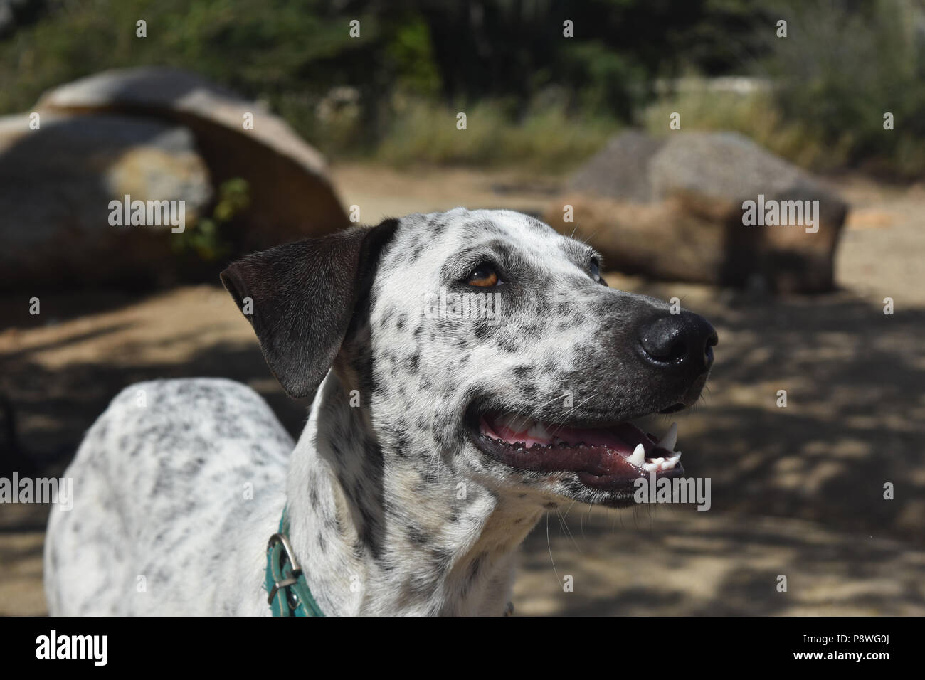 Arubian cunucu hi-res stock photography and images - Alamy