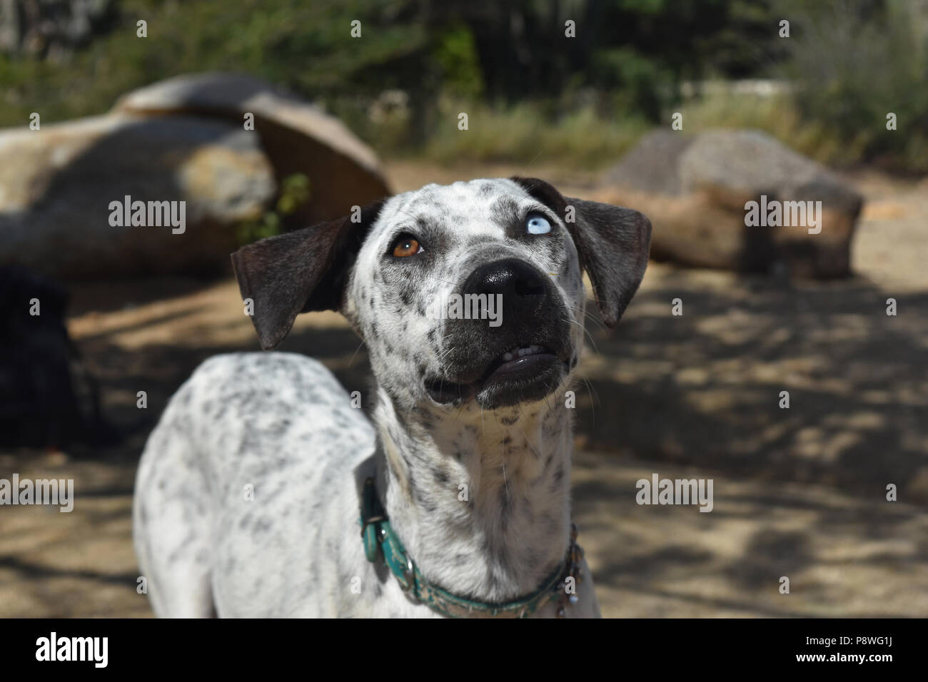 Aruba cunucu dog hi-res stock photography and images - Alamy