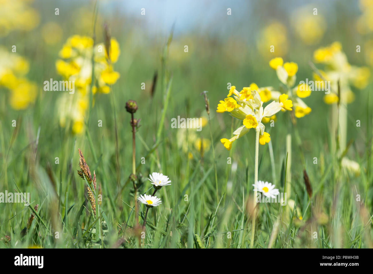 Cowslips in a meadow Stock Photo - Alamy