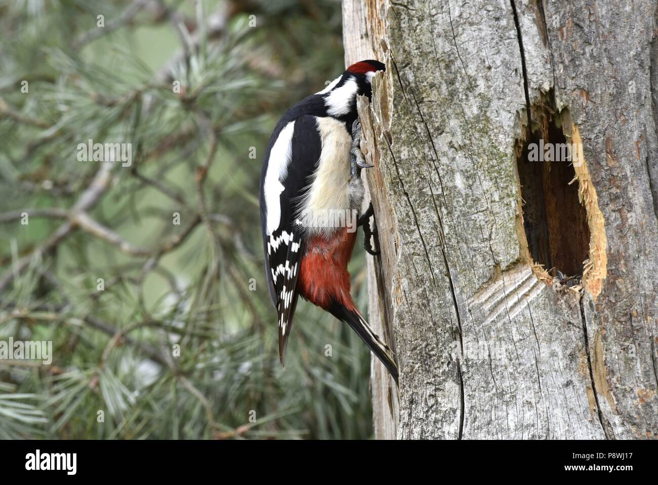 Great Spotted Woodpecker | usage worldwide Stock Photo - Alamy