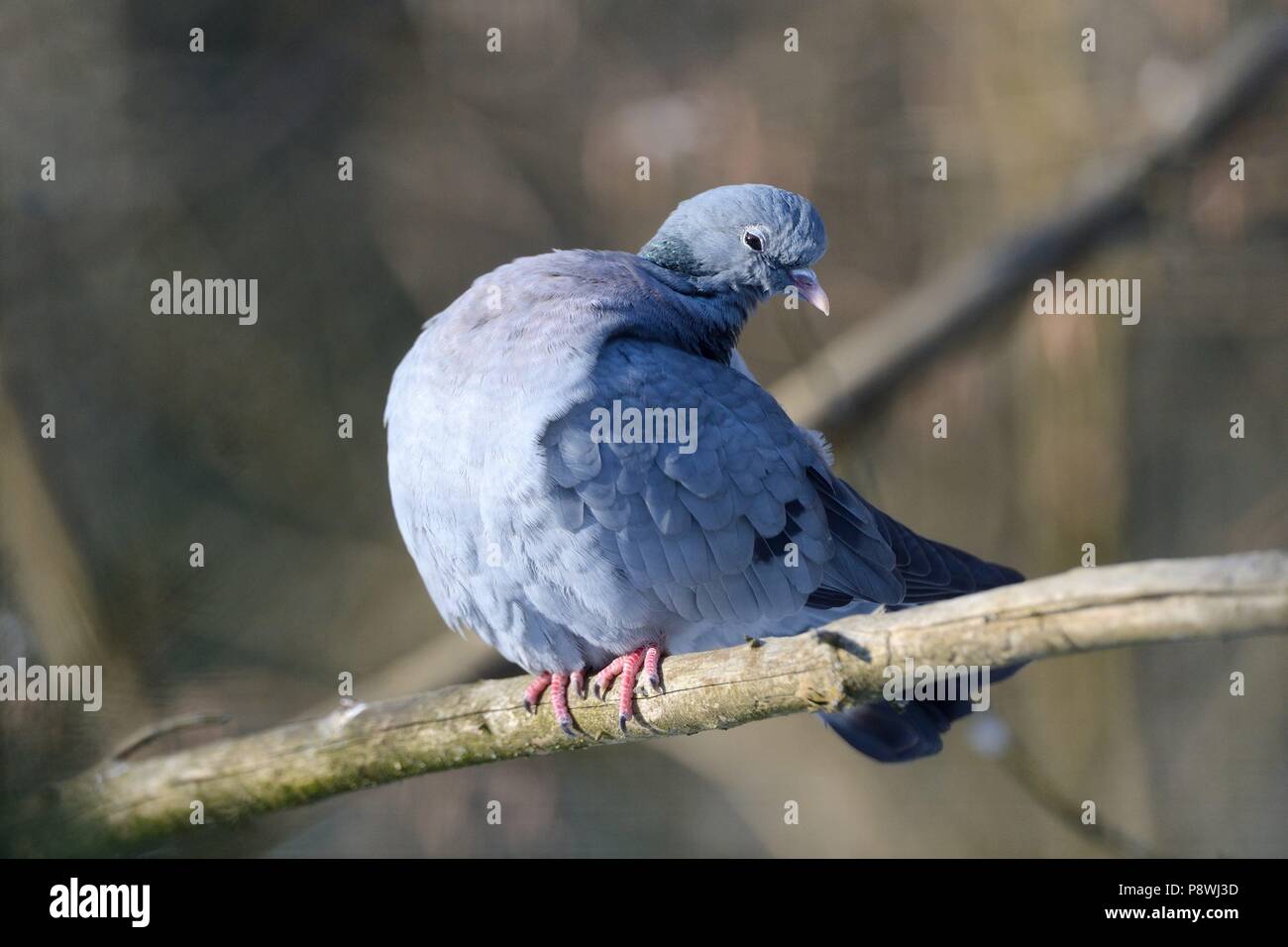 Pigeon usage hi-res stock photography and images - Alamy