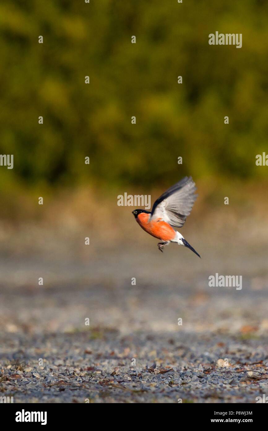 Eurasian Bullfinch (Pyrrhula pyrrhula) male taking off and flying ...