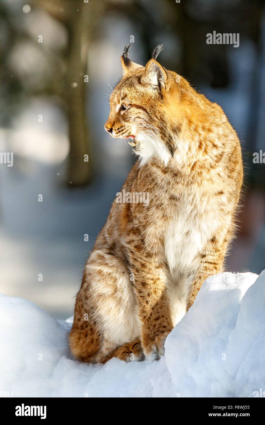 A Eurasian Lynx (Lynx lynx) sits on a cotton spur and looks into the ...