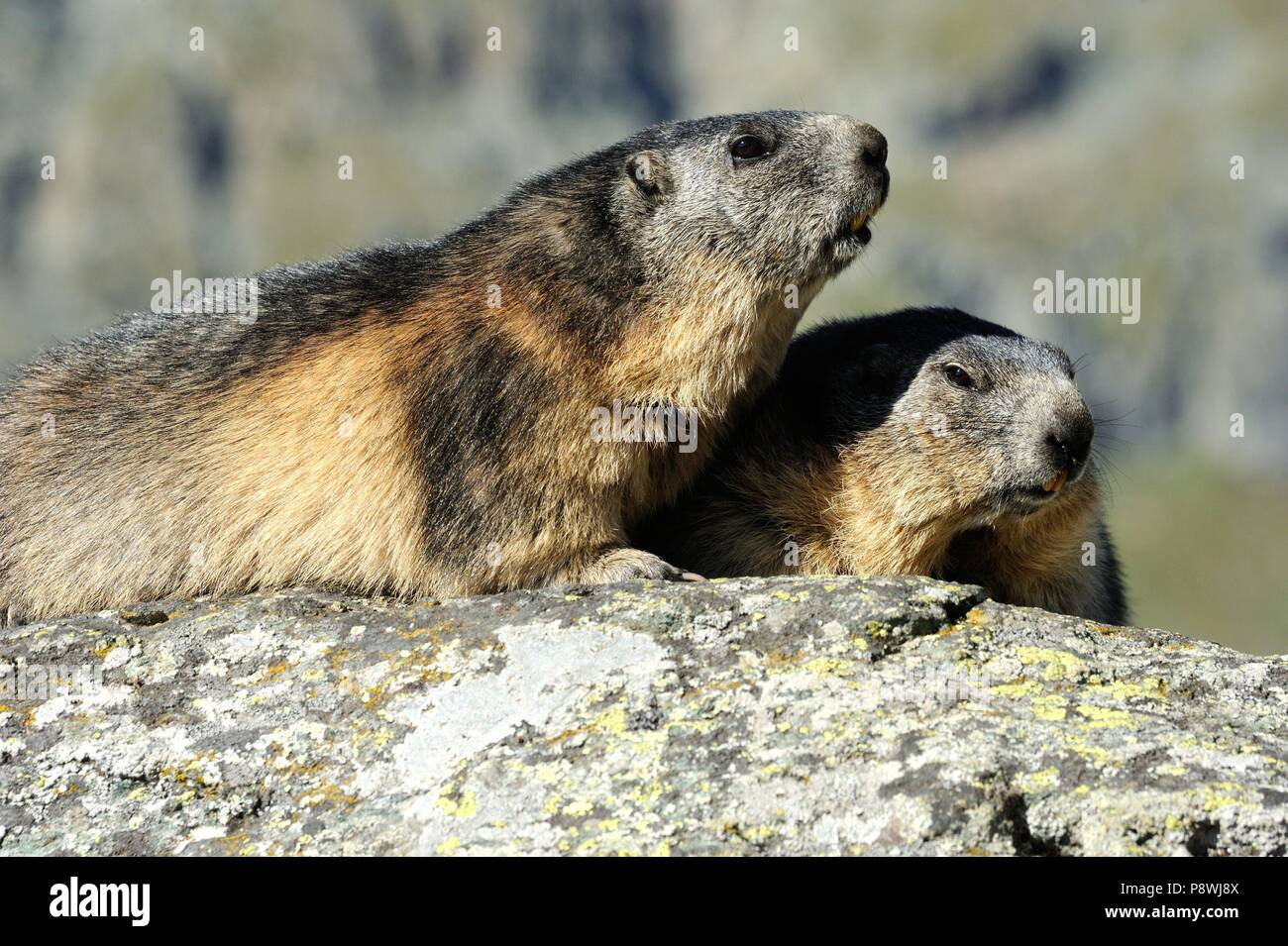 Marmote hi-res stock photography and images - Alamy