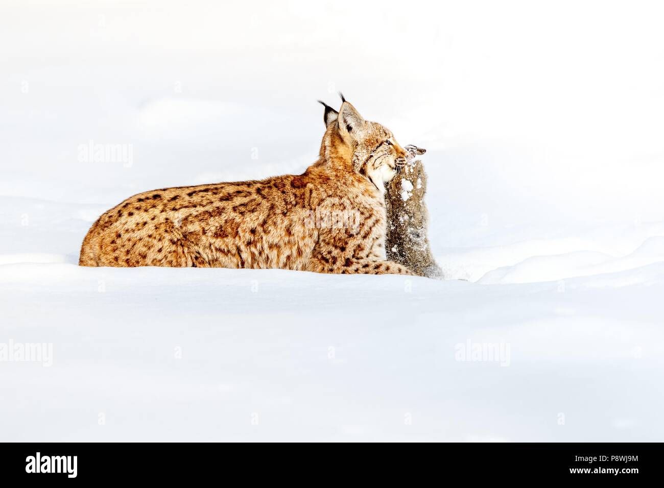 Lynx hare hi-res stock photography and images - Alamy