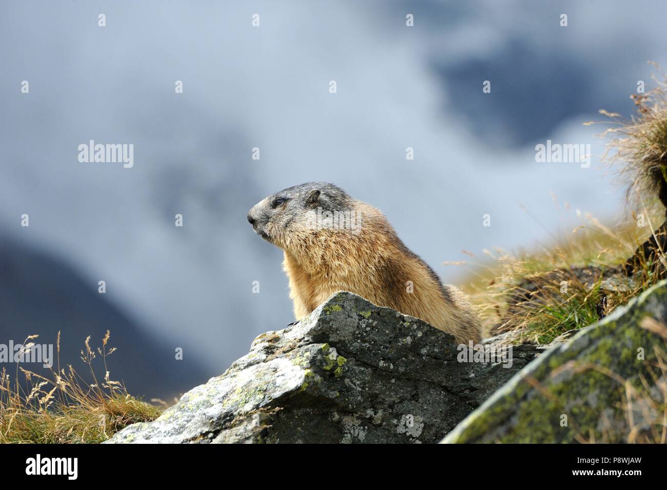 Marmote hi-res stock photography and images - Alamy
