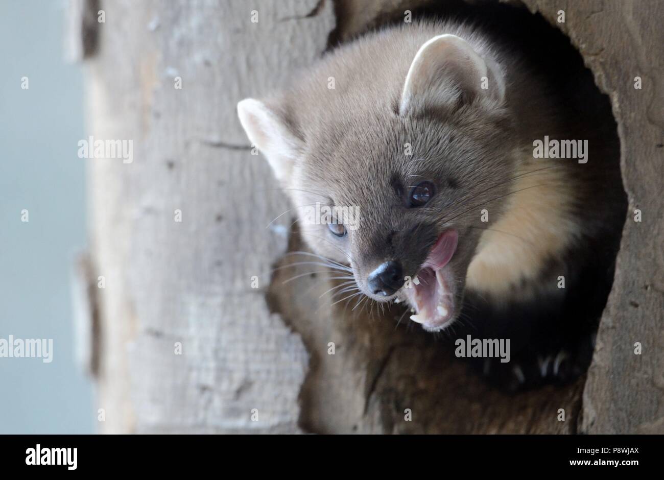 Tree Marten | usage worldwide Stock Photo - Alamy