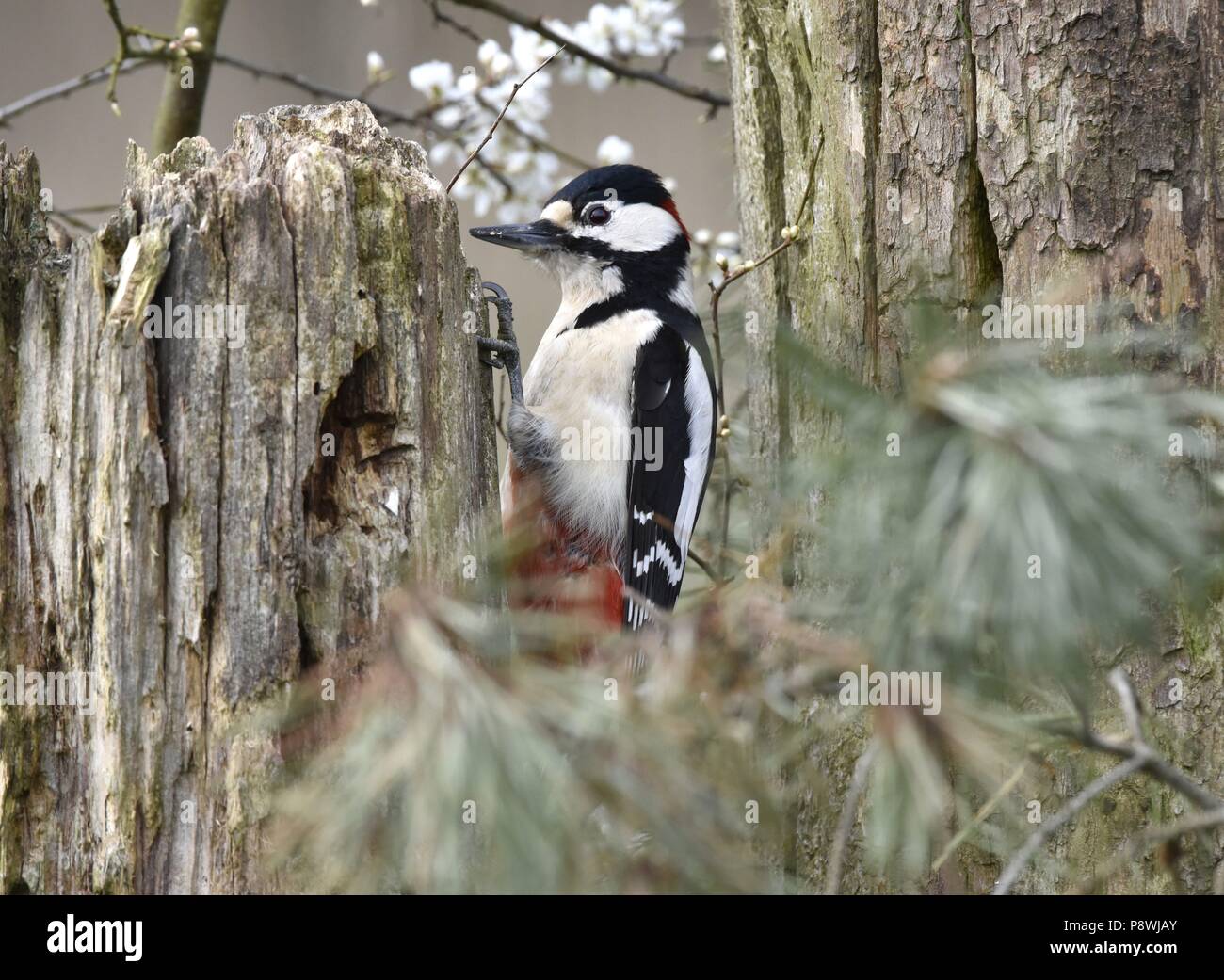 Great Spotted Woodpecker | usage worldwide Stock Photo - Alamy