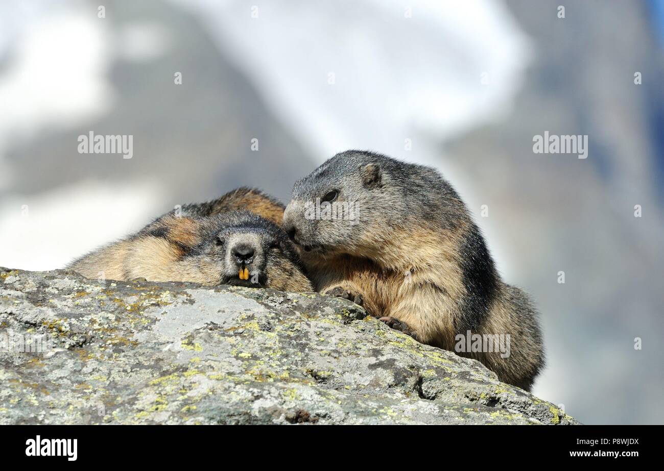 Marmote hi-res stock photography and images - Alamy
