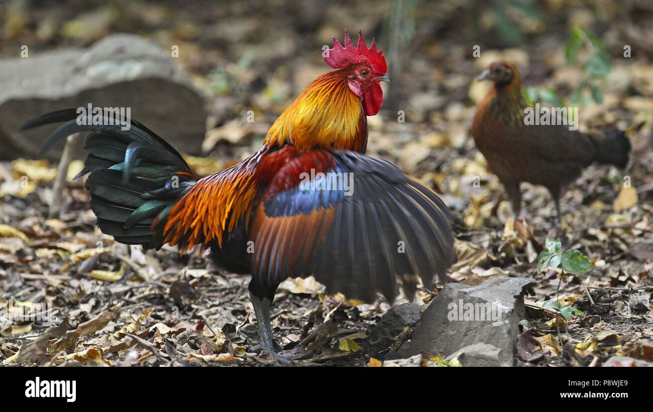 Red Junglefowl (Gallus gallus) male flapping wings, female in ...