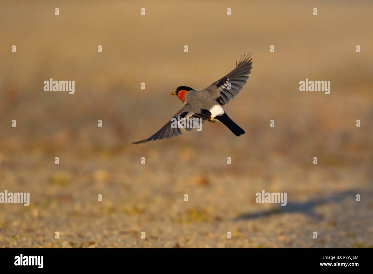 Eurasian Bullfinch (Pyrrhula pyrrhula) male taking off and flying ...