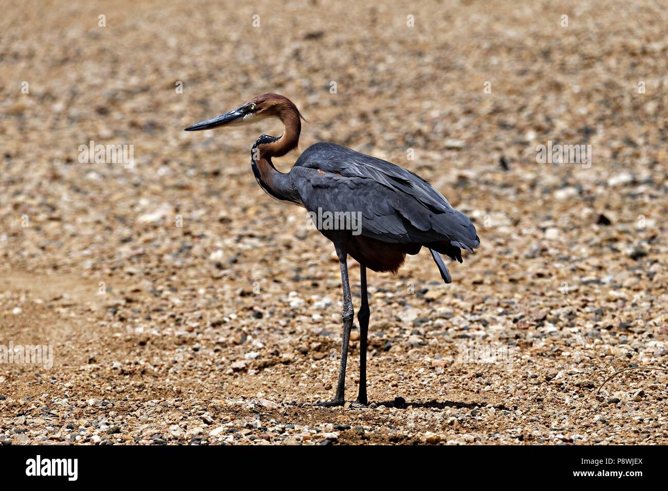 Purple heron (Ardea purpurea), Kruger National Park, South Africa ...