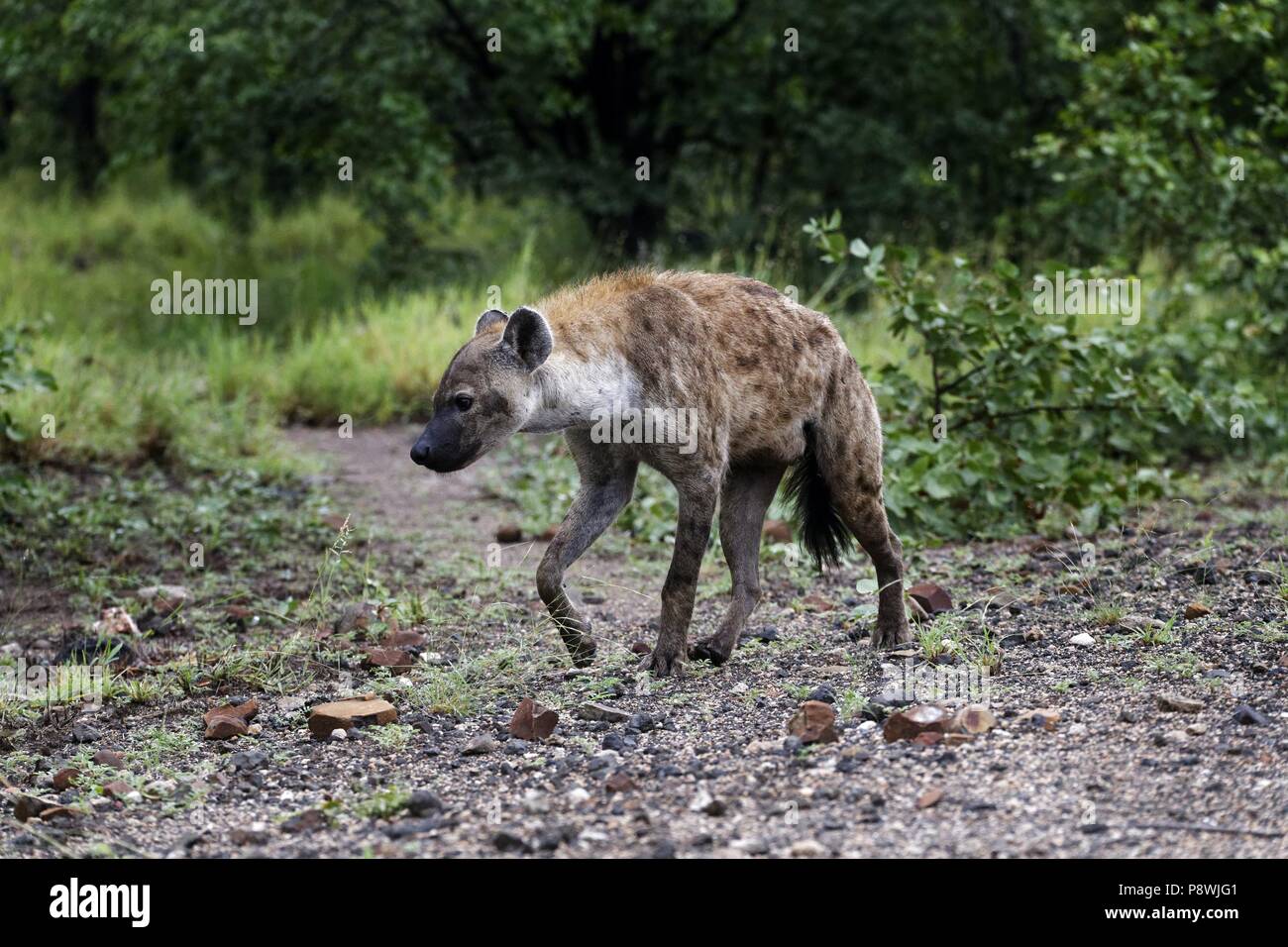 Spotted Hyaena ( Crocuta crocuta ), Kruger National Park, South Africa ...