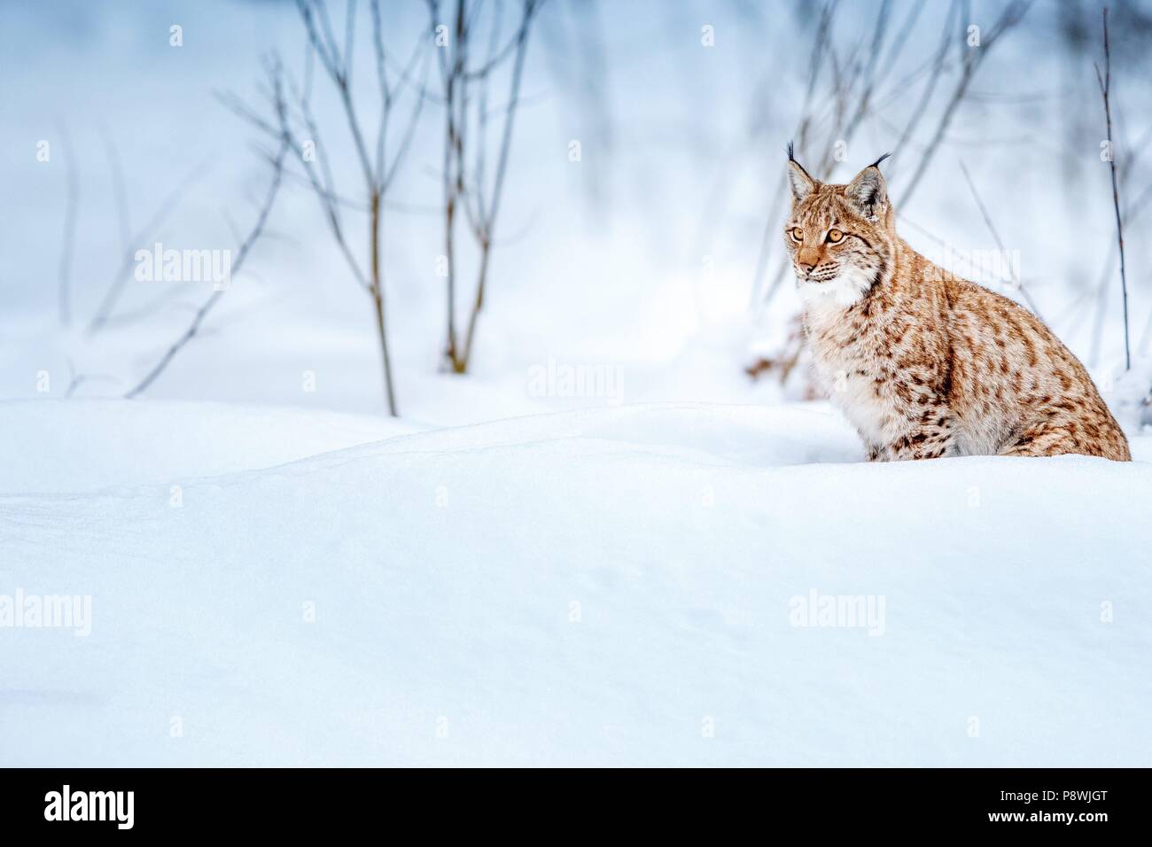 A lynx (lynx lynx) sits in high snow and in winter. Eurasian lynx ...