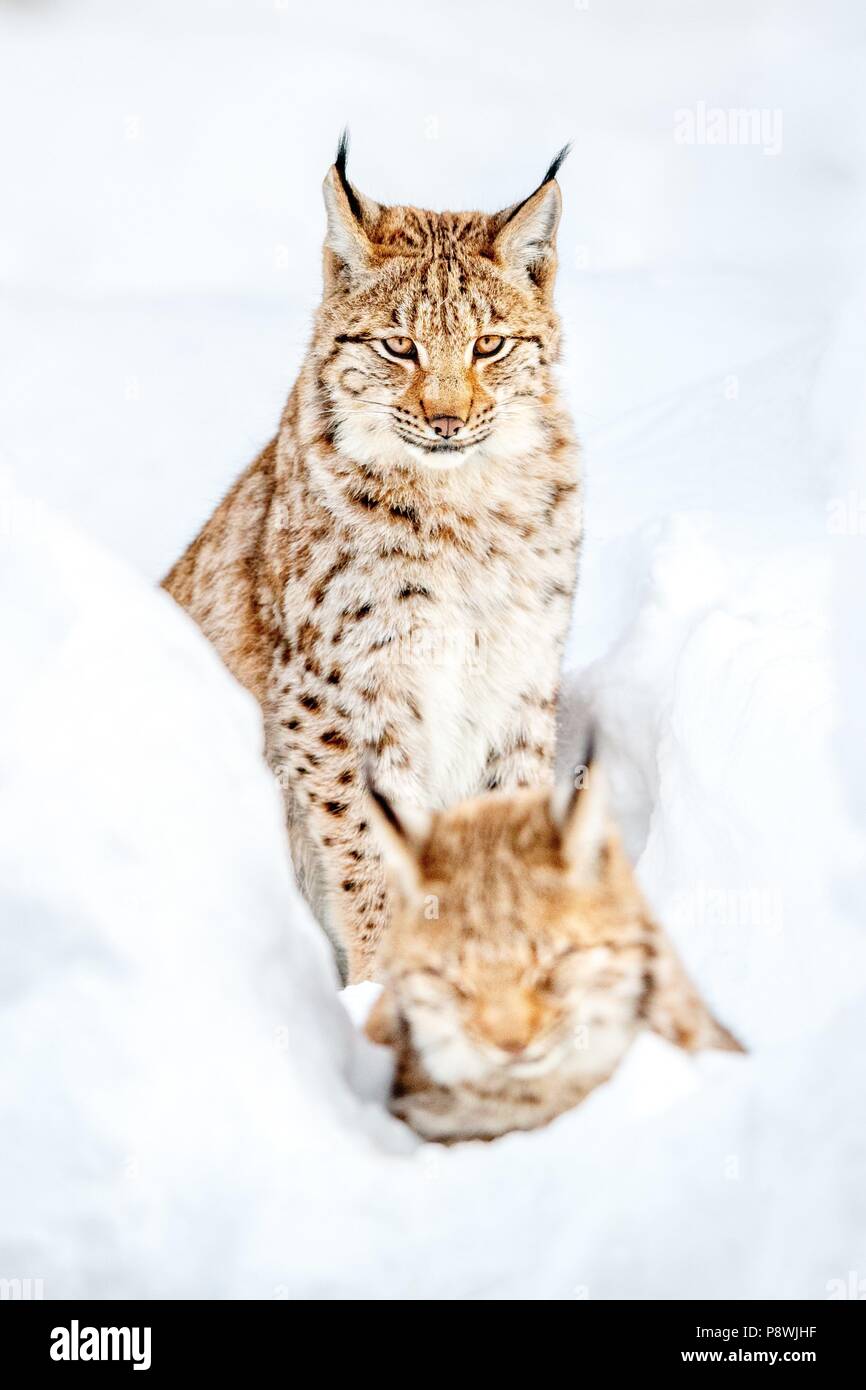 A lynx (lynx lynx) sits in high snow and in winter. Eurasian lynx ...