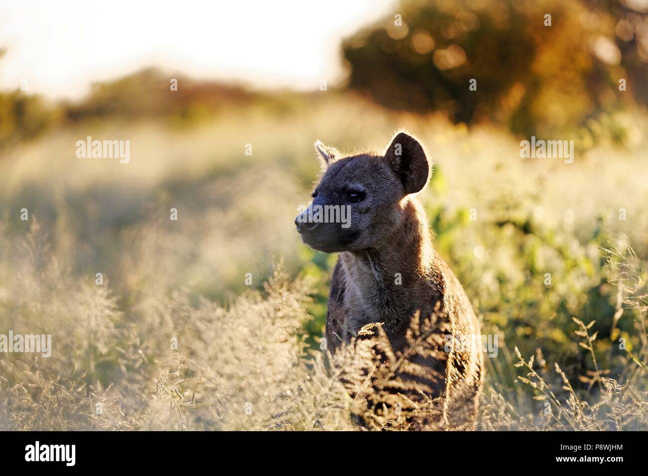 Spotted Hyaena ( Crocuta crocuta ), Kruger National Park, South Africa ...