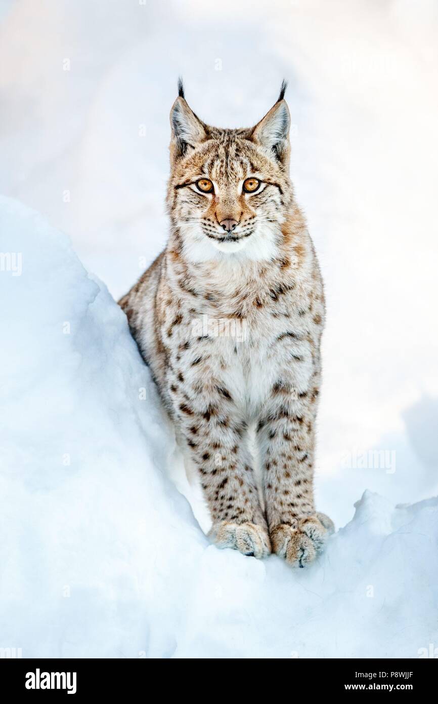 A lynx (lynx lynx) sits in high snow and in winter. Eurasian lynx ...
