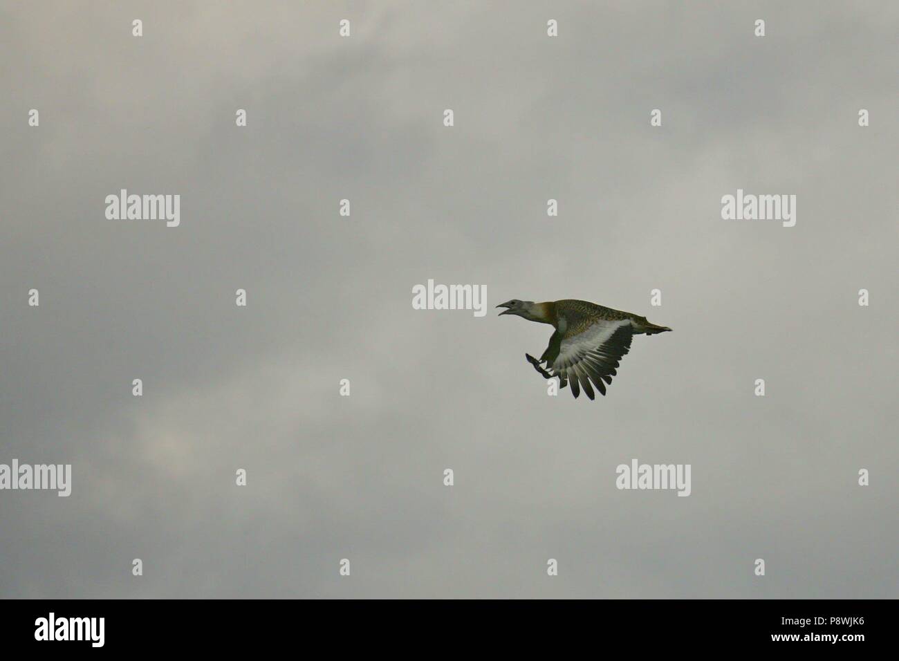 Great Bustard (Otis tarda) male flying, Brandenburg, Germany | usage ...