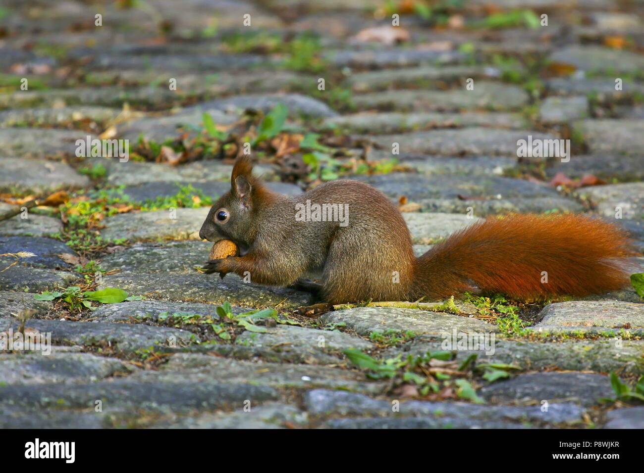 Eurasian Red Squirrel (Sciurus vulgaris) with walnut, Berlin, Germany ...