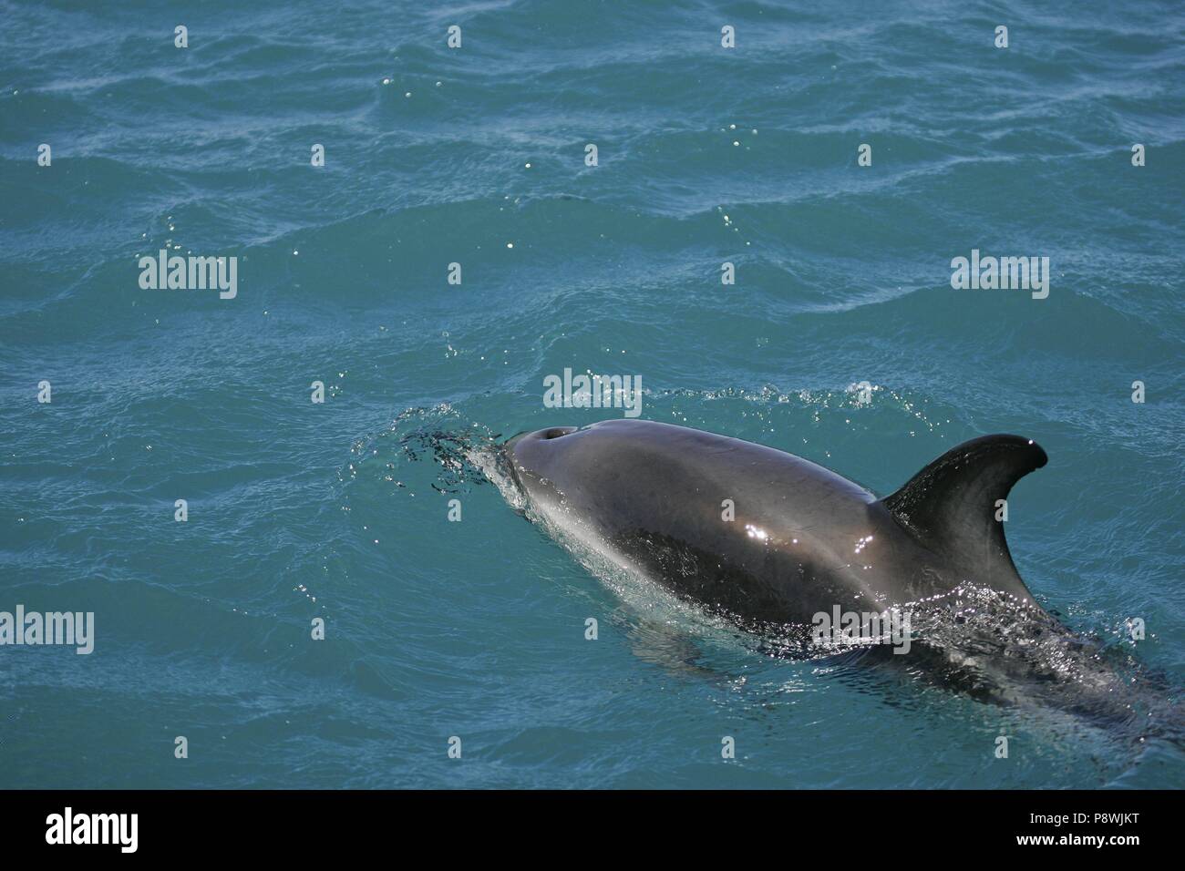 Dusky Dolphin (Lagenorhynchus obscurus) swimming at water surface ...