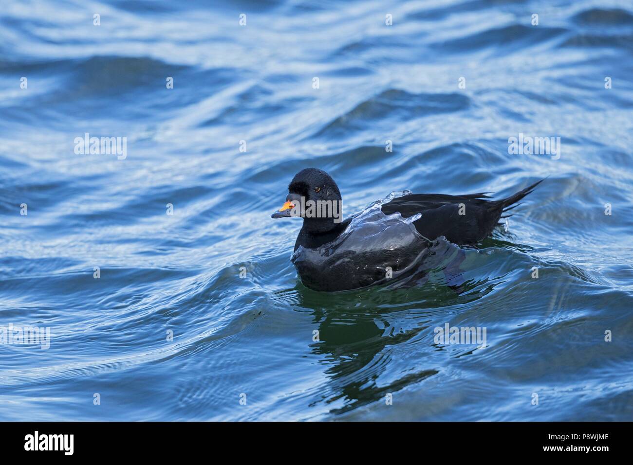 Common Scoter (Melanitta nigra), male swimming in Baltic Sea ...