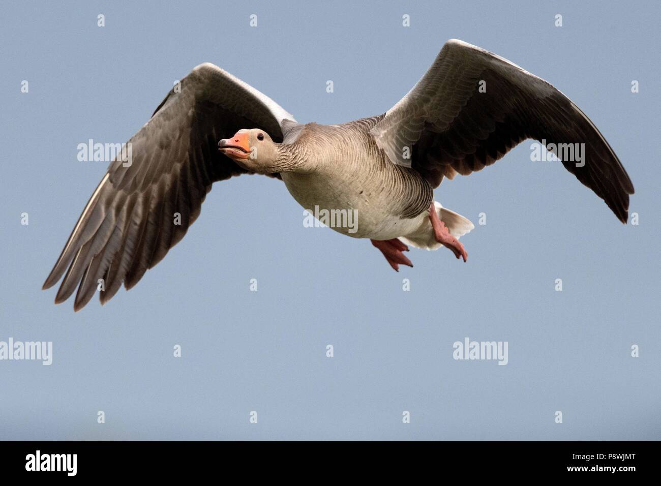 Grey goose | usage worldwide Stock Photo - Alamy