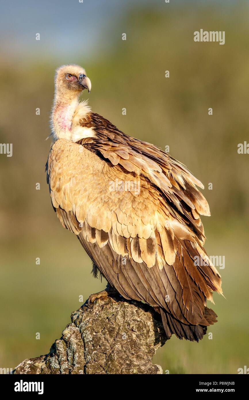 griffon vulture on a seat after eating | usage worldwide Stock Photo ...