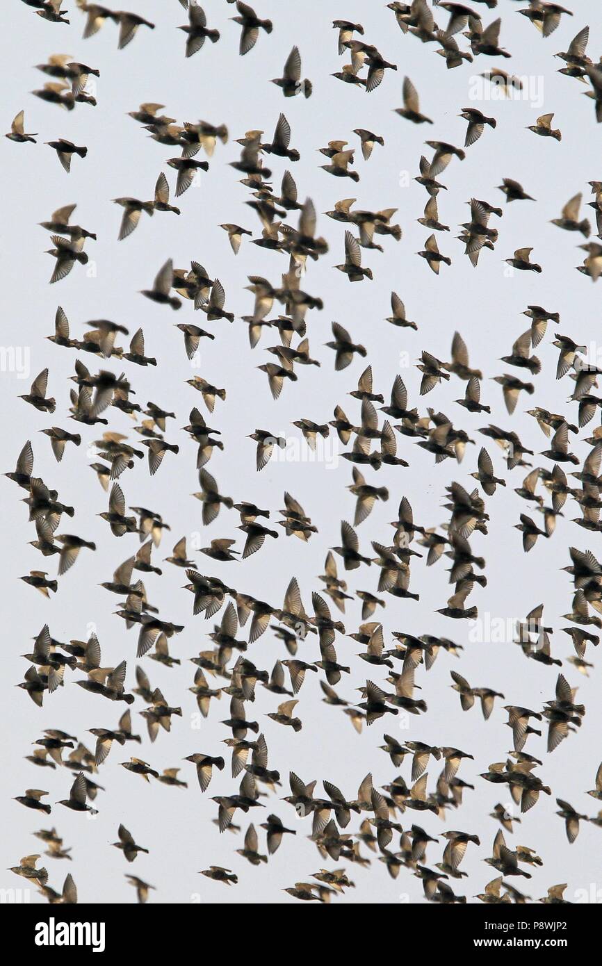 Brilliant starling hi-res stock photography and images - Alamy