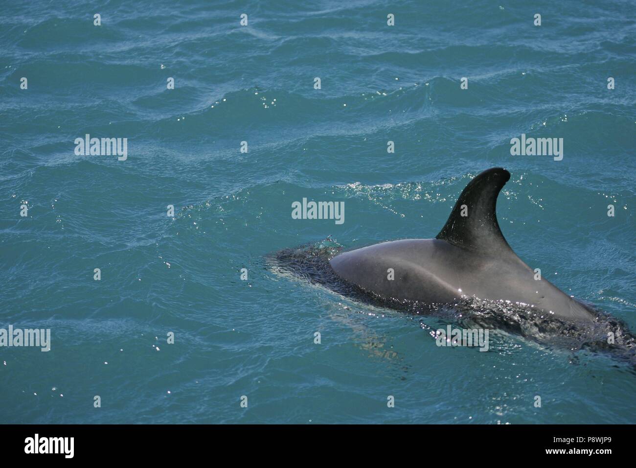 Dusky Dolphin (Lagenorhynchus obscurus) swimming at water surface ...