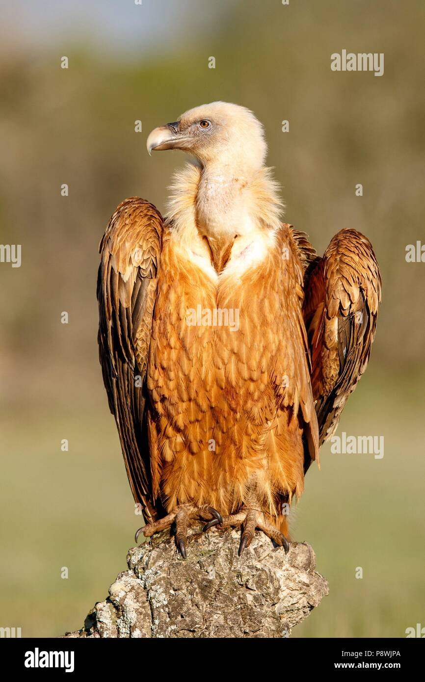 griffon vulture on a seat after eating | usage worldwide Stock Photo ...