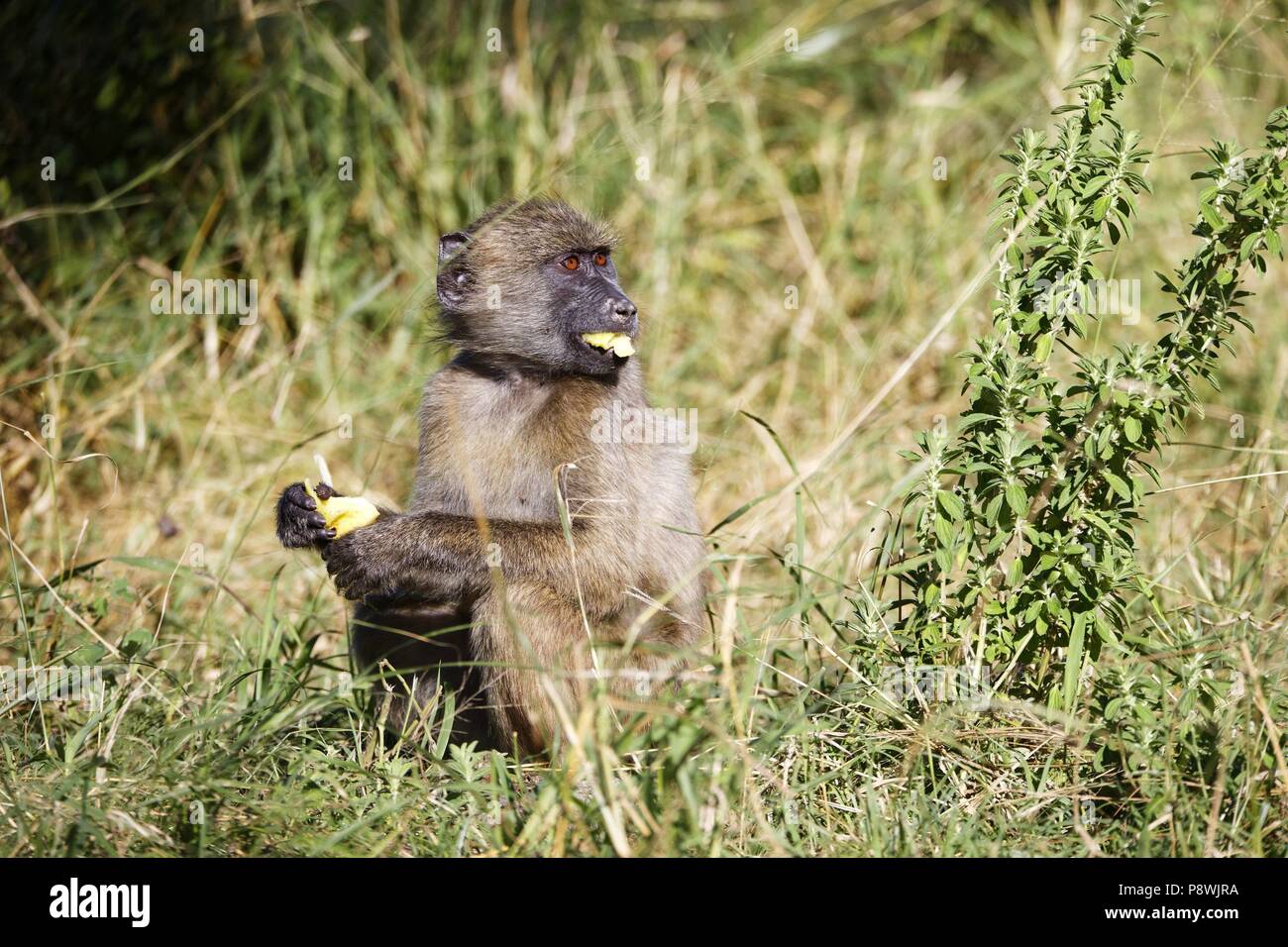 Baboon africa fruit hi-res stock photography and images - Alamy