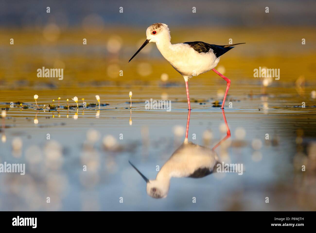 Watercutter hi-res stock photography and images - Alamy