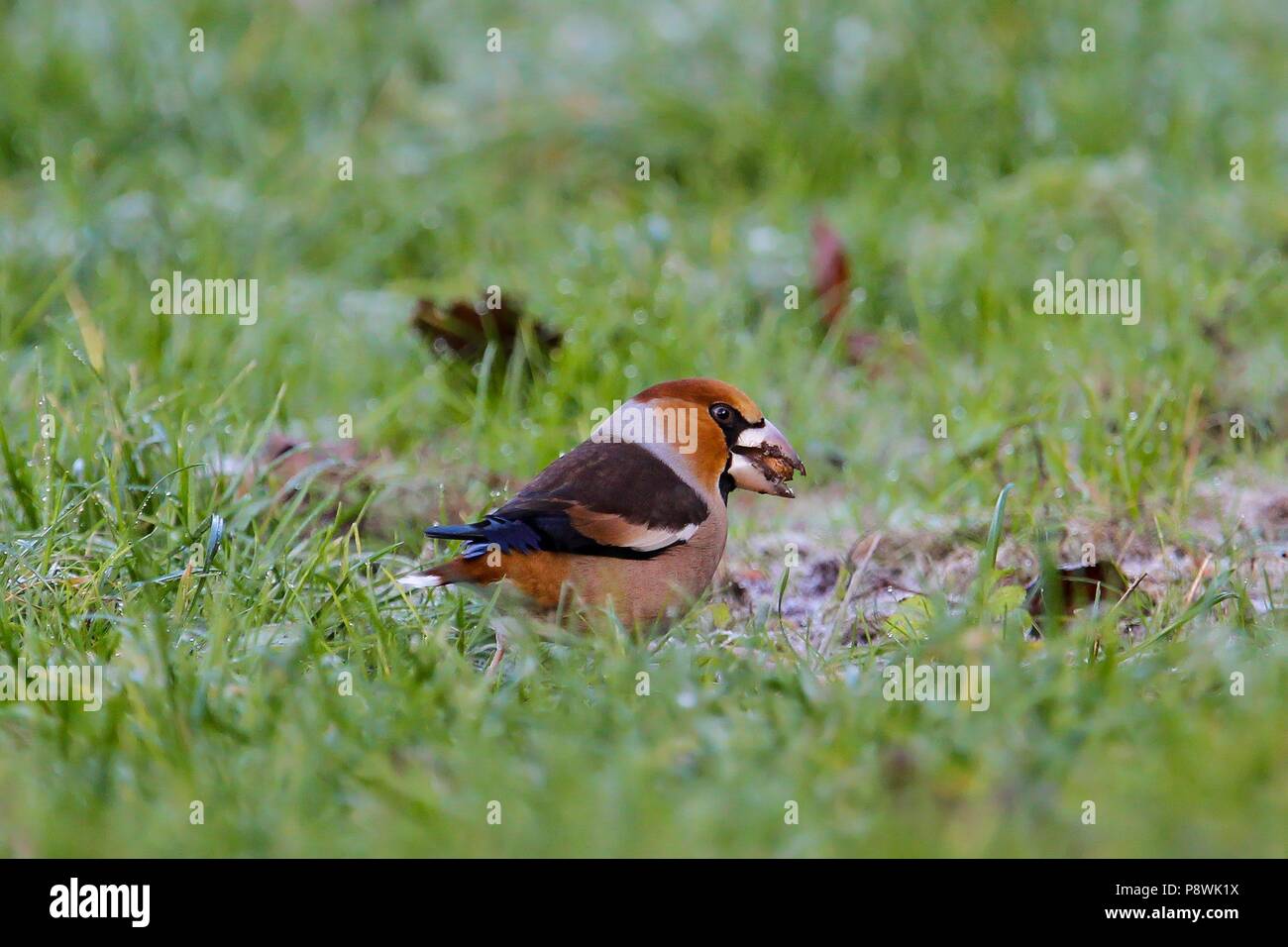 Coccothraustes coccothraustes autumn hi-res stock photography and ...