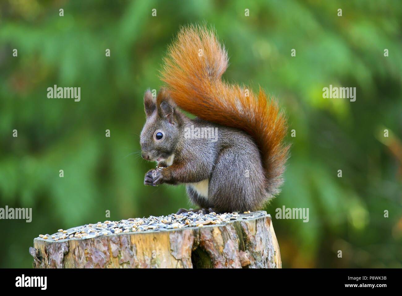 Eurasian Red Squirrel (Sciurus vulgaris) feeding, Berlin, Germany ...