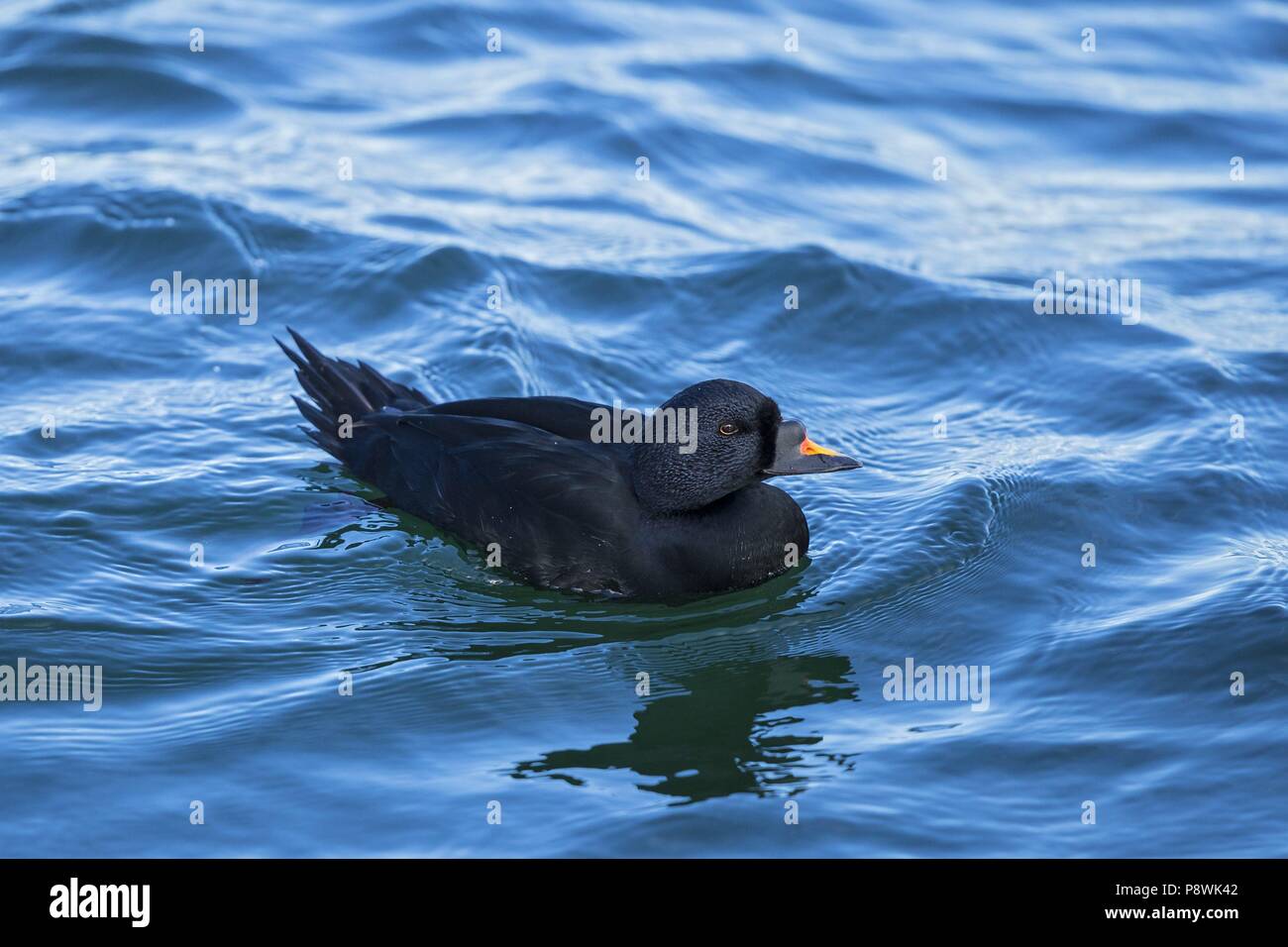 Manly sea birds hi-res stock photography and images - Alamy