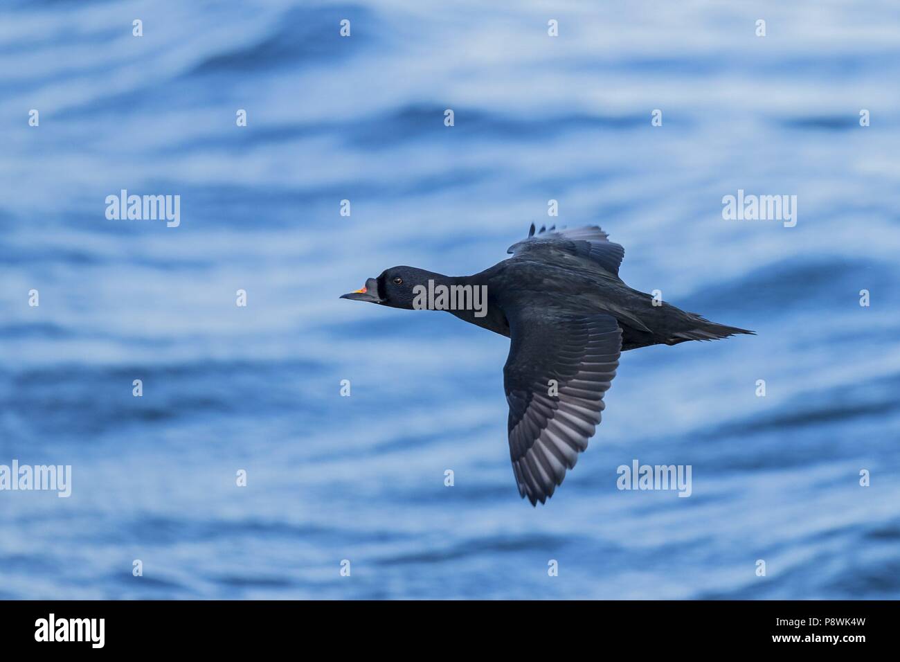 Flying male common scoter hi-res stock photography and images - Alamy