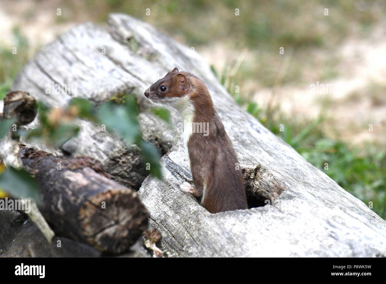 Weasel, Ermine | usage worldwide Stock Photo - Alamy