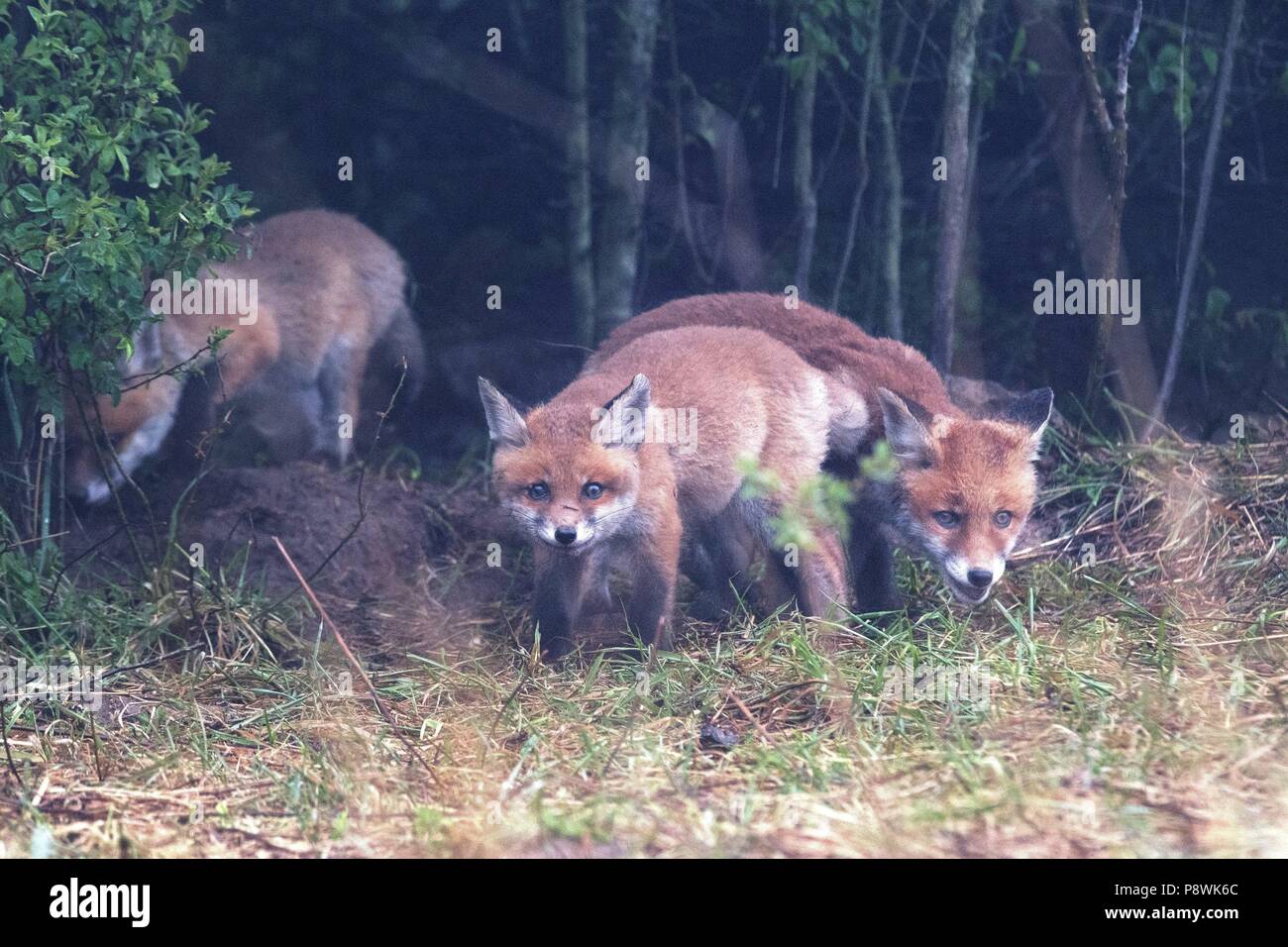 Red fox | usage worldwide Stock Photo - Alamy