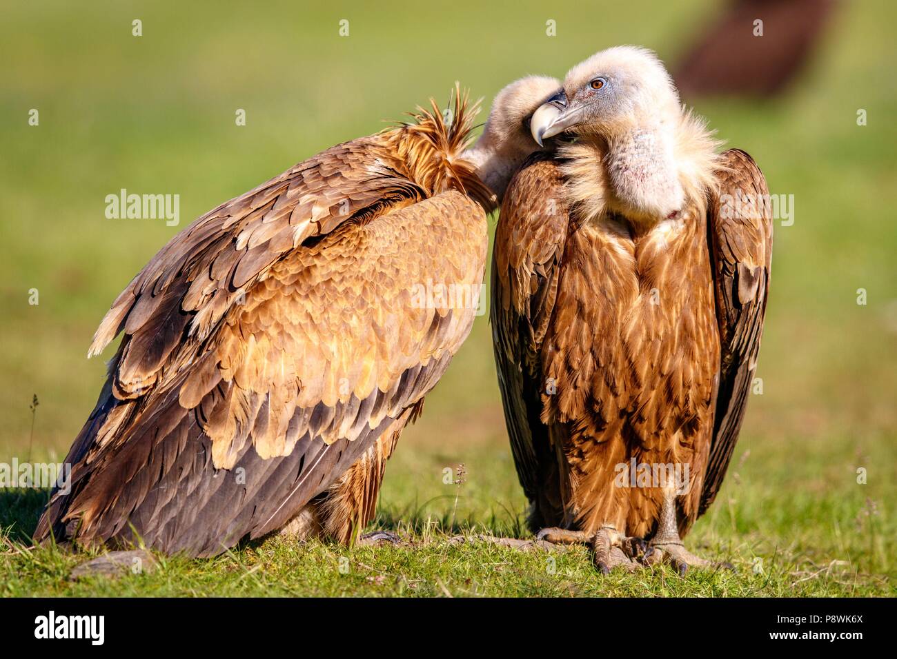 griffon vulture on a seat after eating | usage worldwide Stock Photo ...