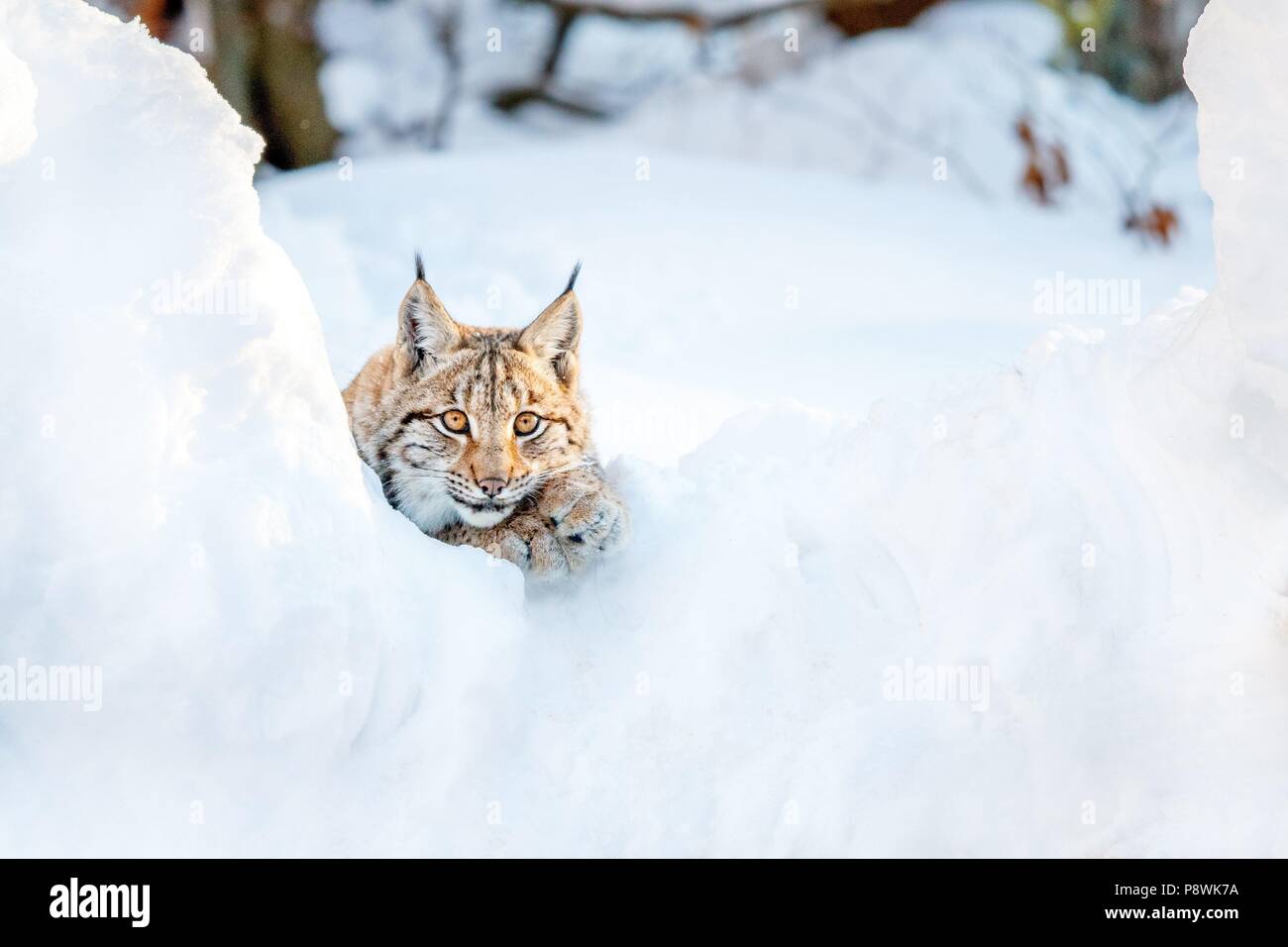 A lynx (lynx lynx) sits in high snow and in winter. Eurasian lynx ...