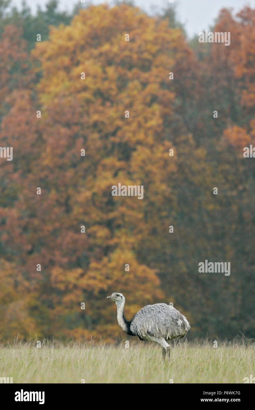 Greater Rhea (Rhea americana) foraging, Schleswig-Holstein, Germany ...