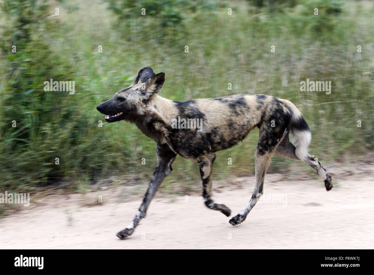 African Wild Dog running, (Lycaon pictus), Kruger National Park, South ...