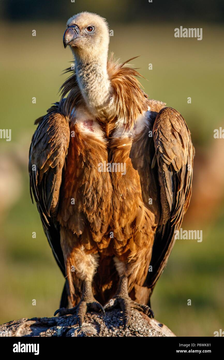 griffon vulture on a seat after eating | usage worldwide Stock Photo ...