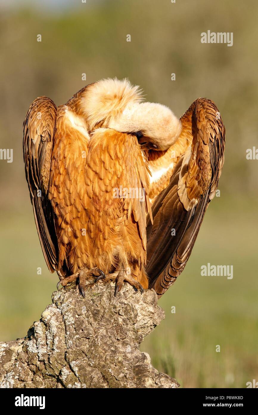griffon vulture on a seat after eating | usage worldwide Stock Photo ...