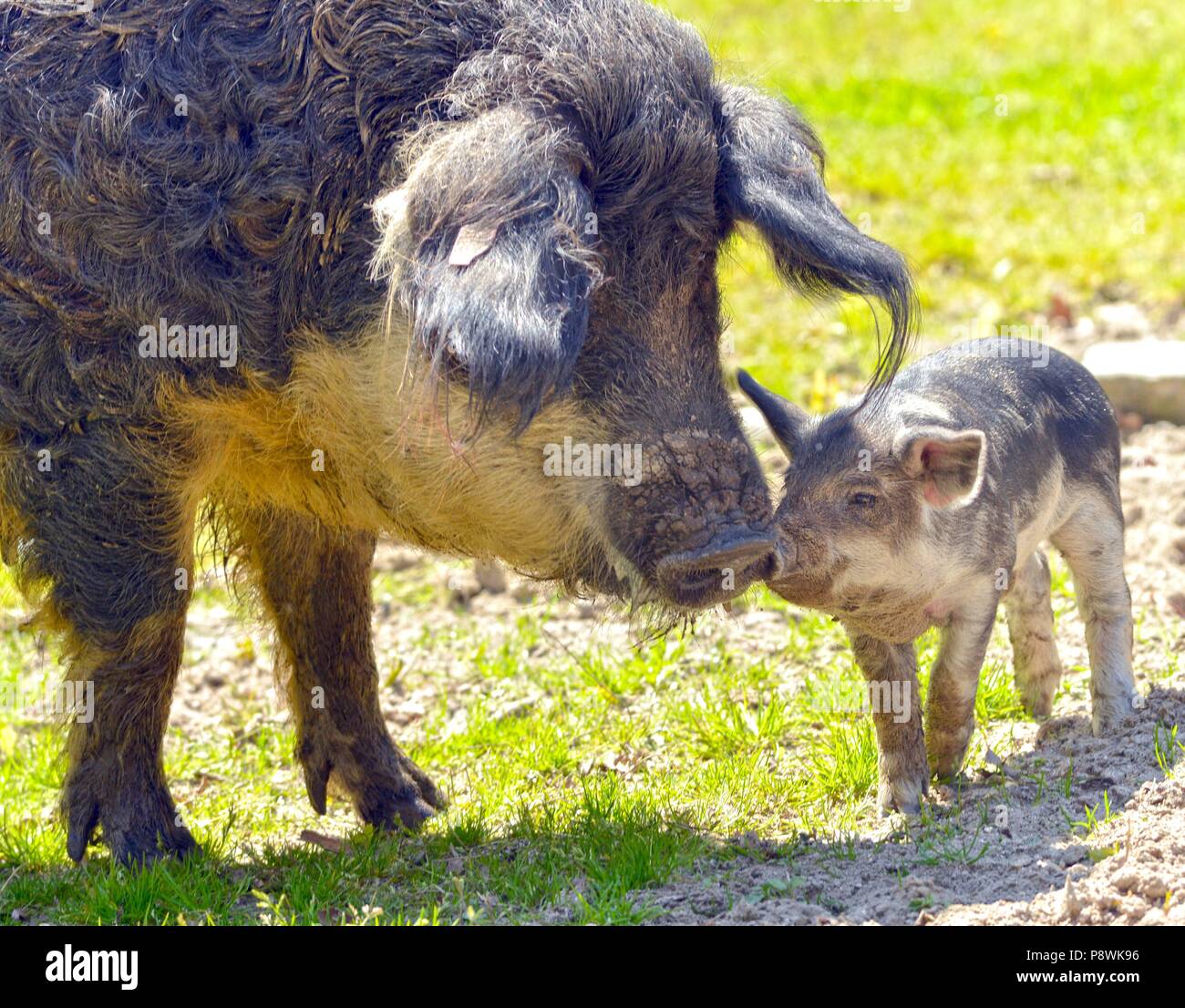 A woollen pigs in an outdoor enclosure,Freiburg, April29, 2017. | usage ...