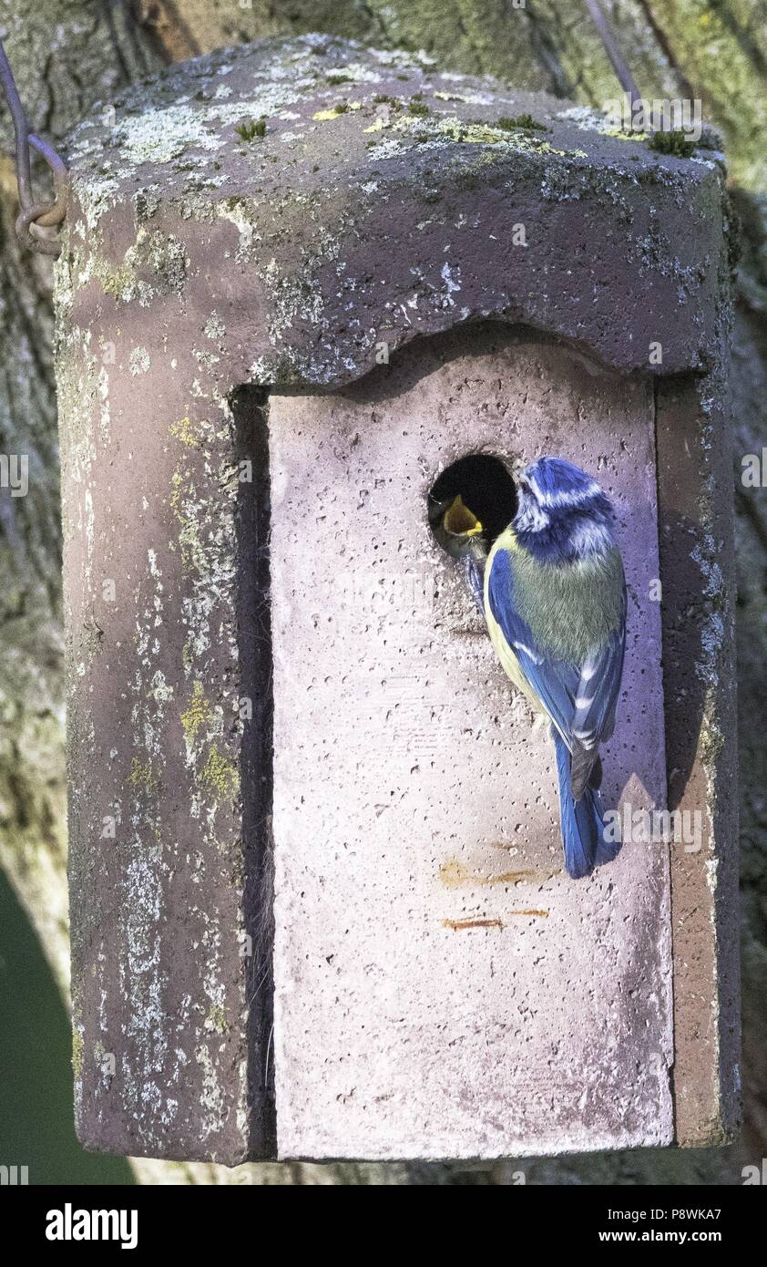 Blue Tit With Chicken At Nesting Box May 2017 Usage Worldwide Stock