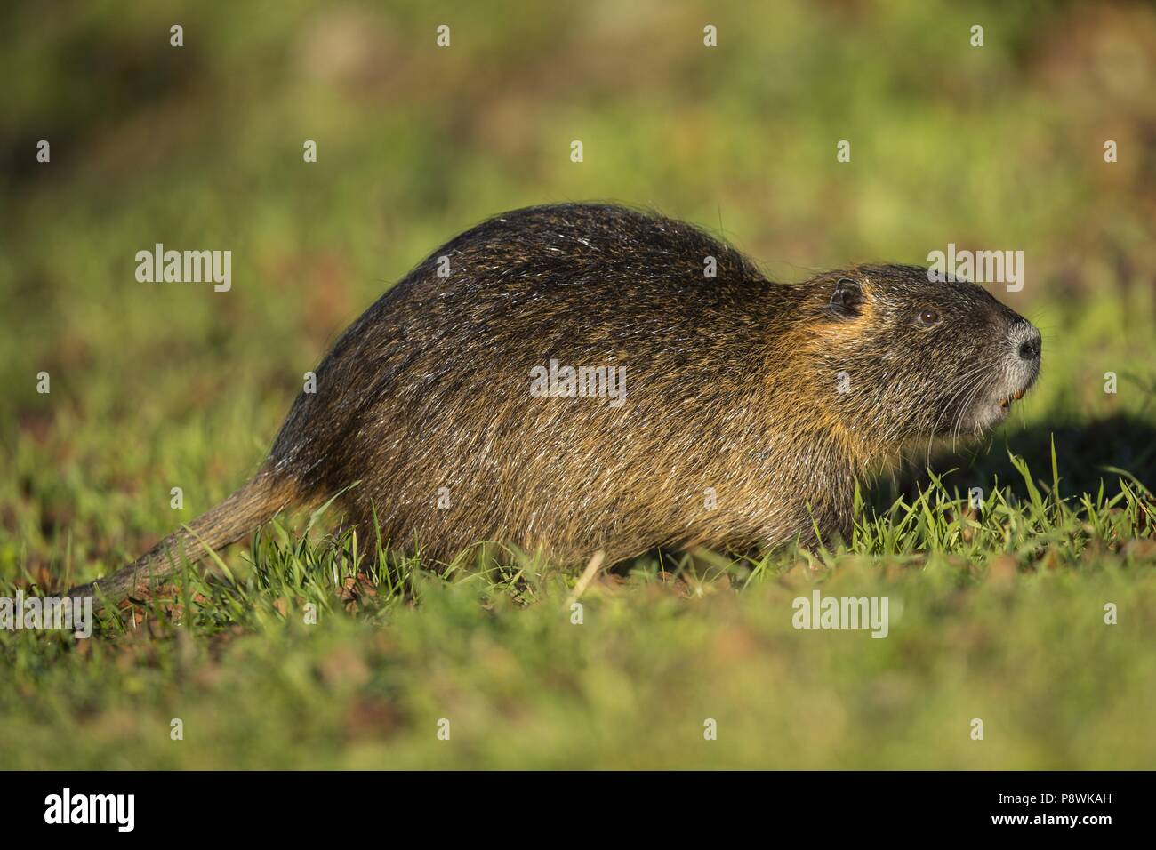 Nutria (Myocastor coypus) adult close-up, Baden-Wuerttemberg, Germany ...