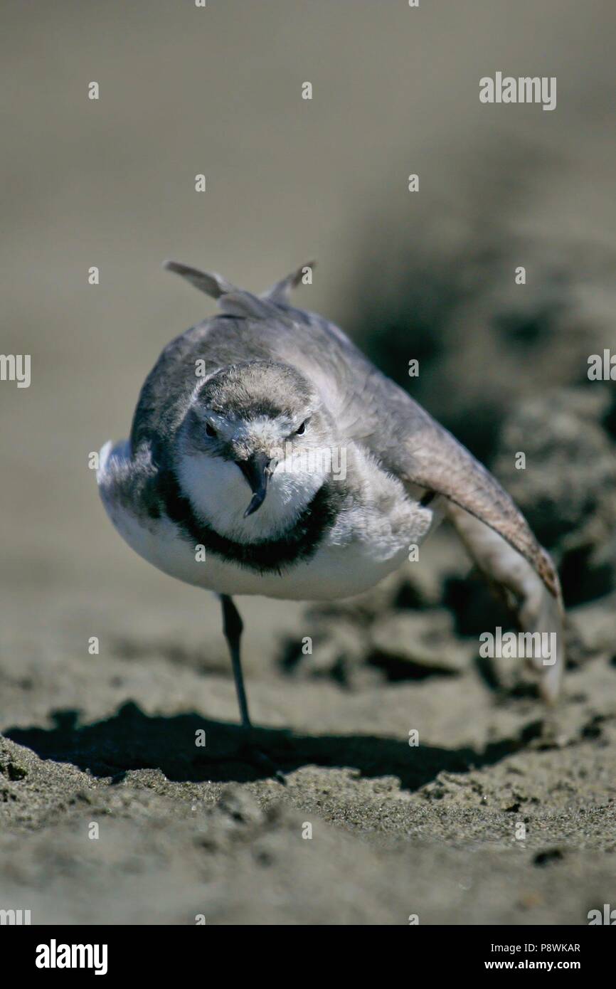 Wrybill (Anarhynchus frontalis) close-up, Manawatu Estuary, New Zealand ...