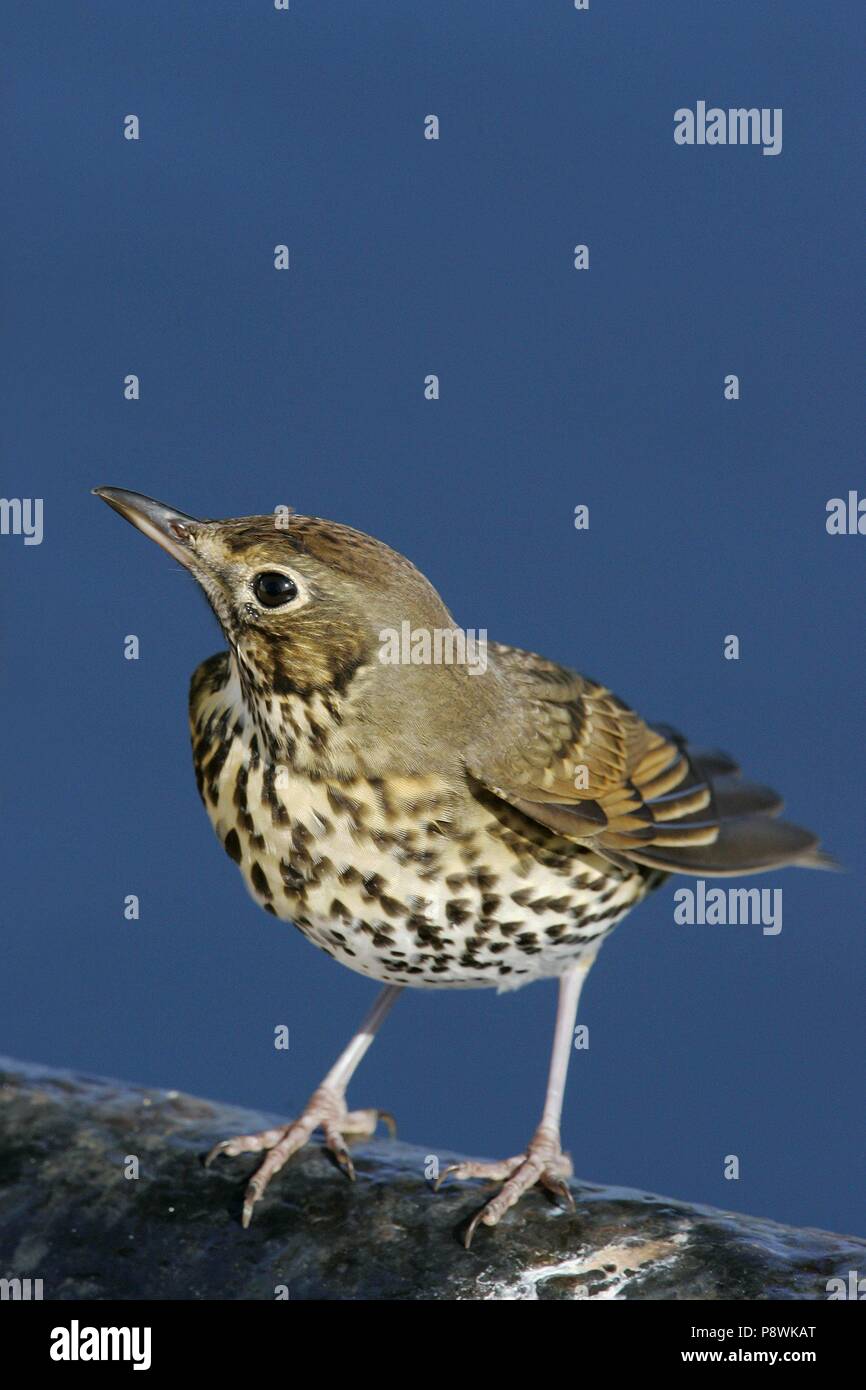 Germany song thrush hi-res stock photography and images - Alamy